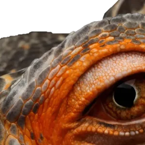 Events in Worcester – Visit Worcester